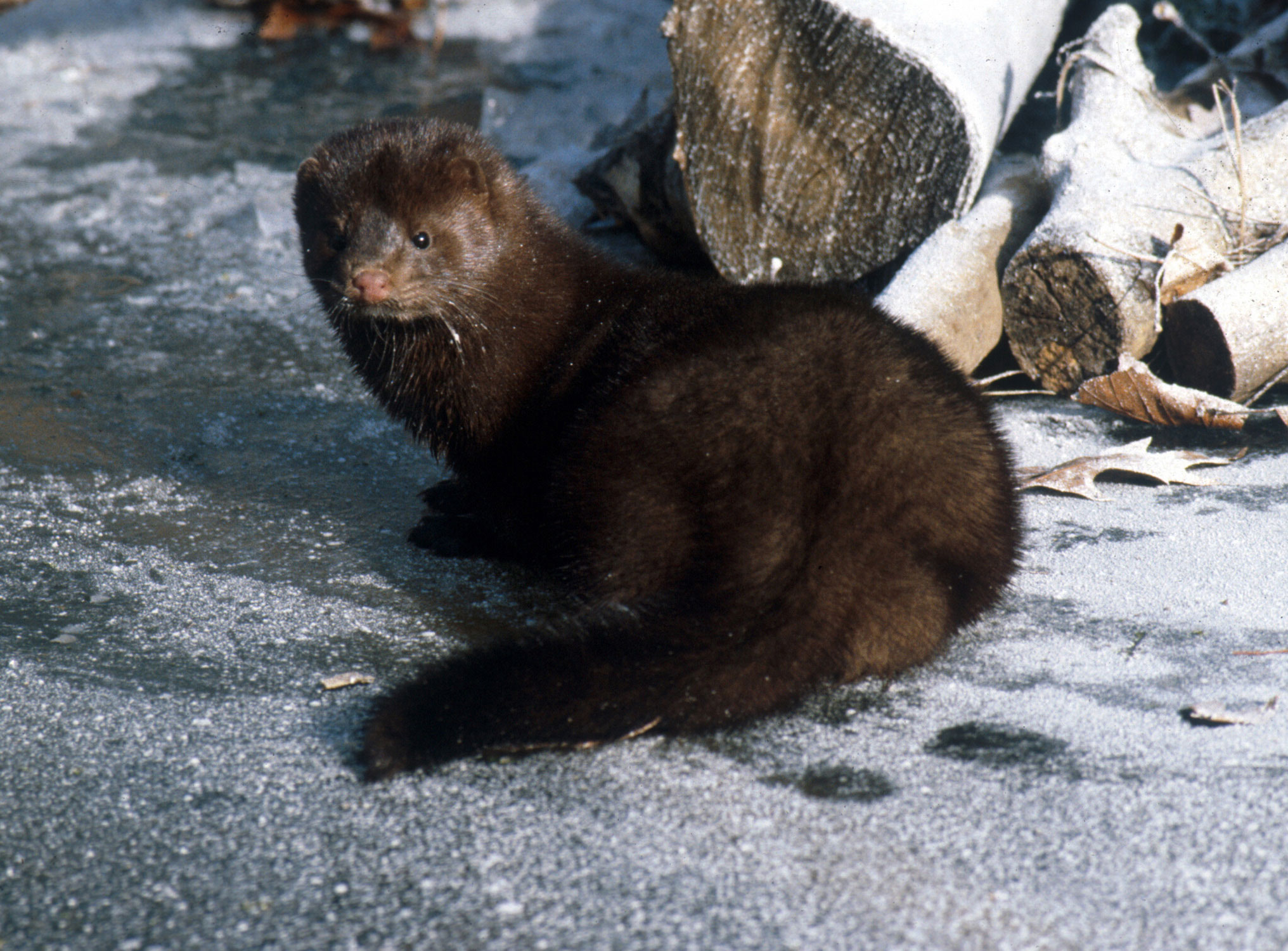 Meet the Mink | We Run and Ride