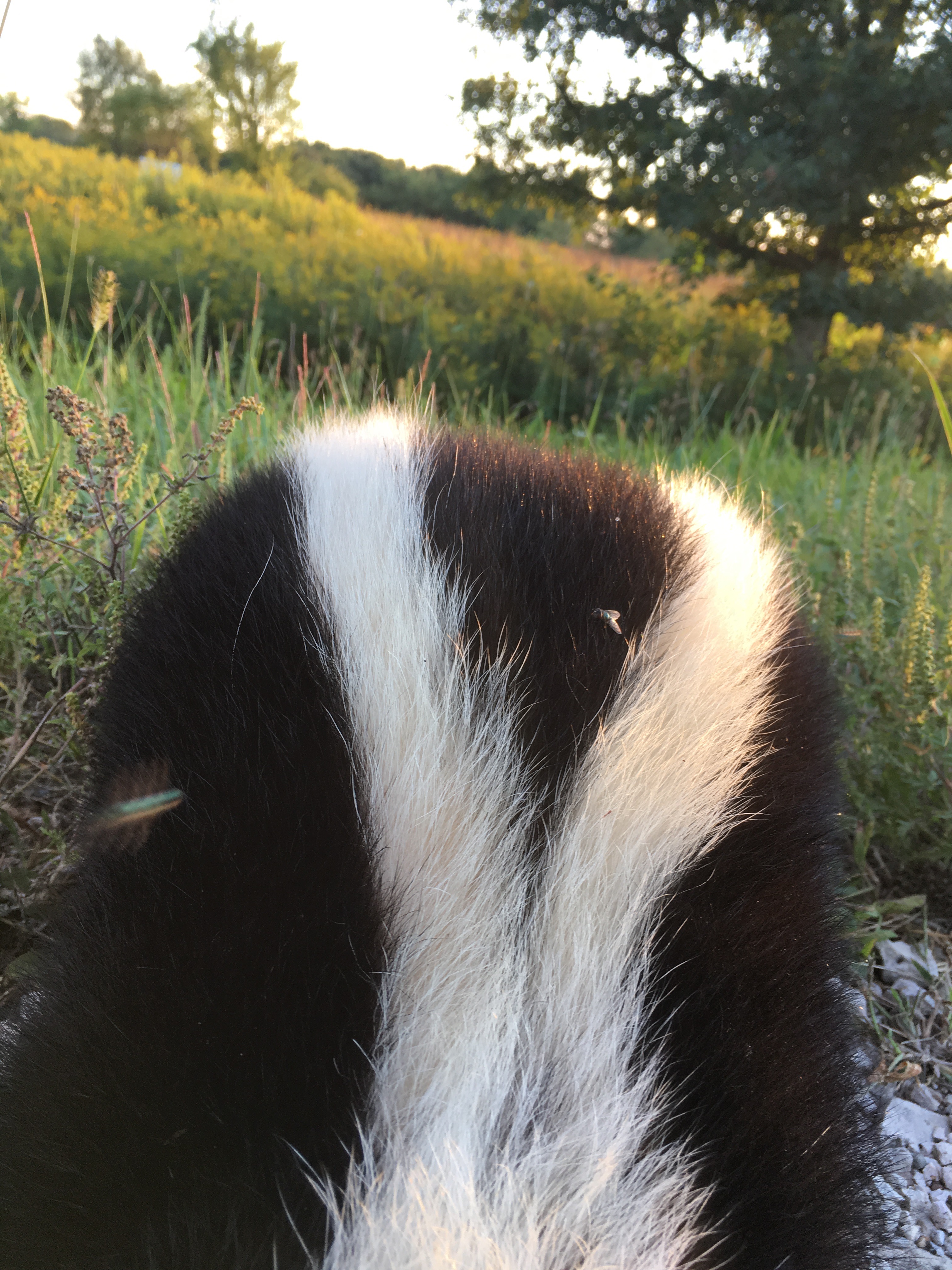 On skunks and pissing matches | We Run and Ride